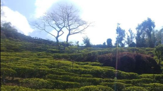 Special Offer on Jun Chiyabari First Flush